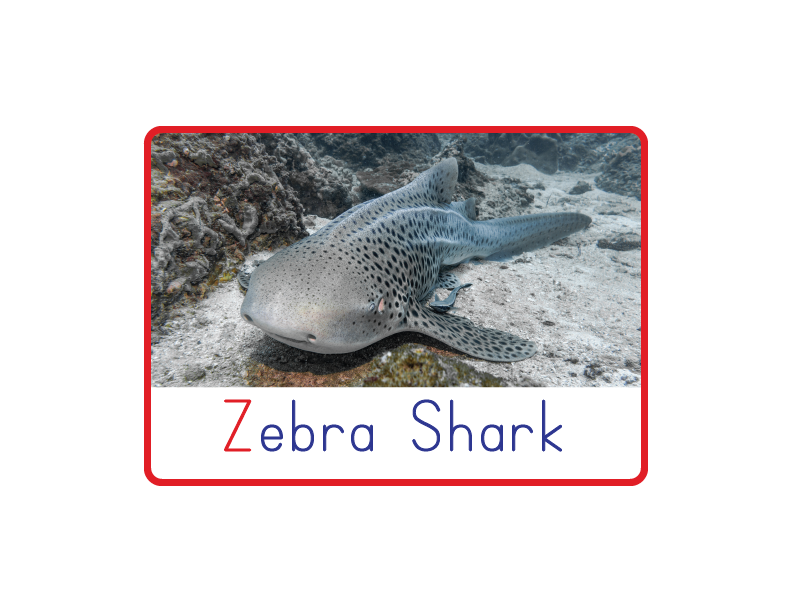 Sea Animals A to Z Flashcards - Learning Step By Step